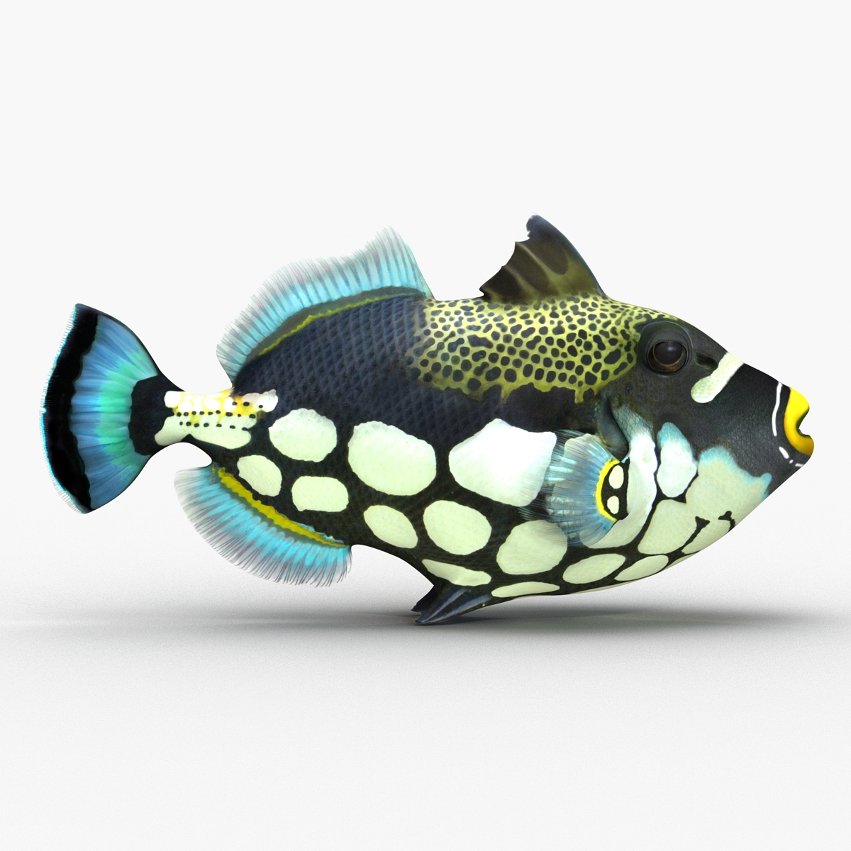 max clown trigger fish rigged