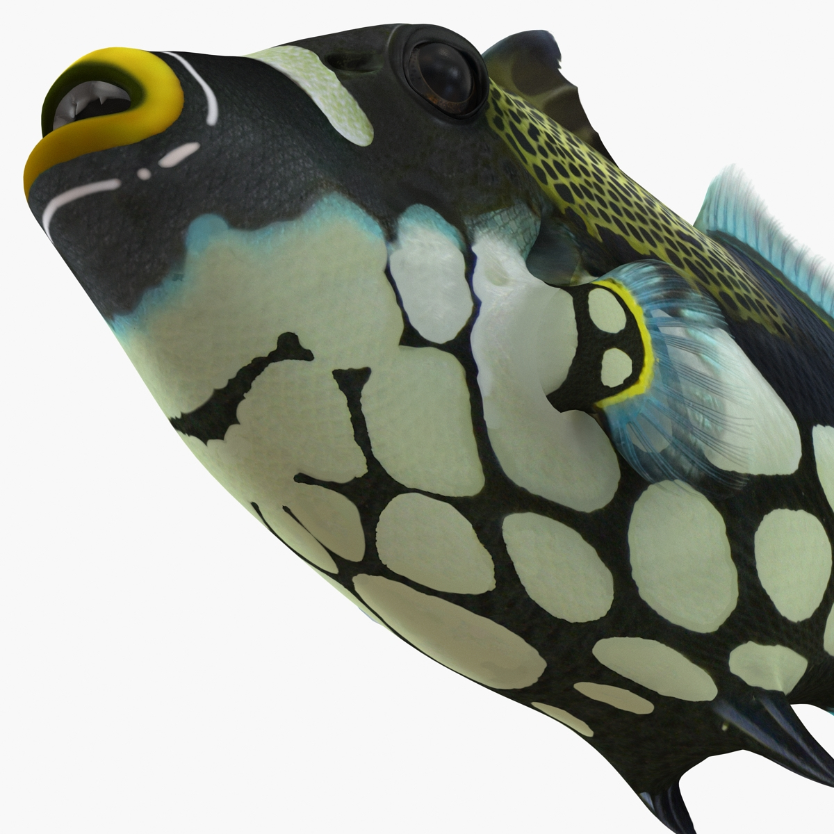 max clown trigger fish rigged