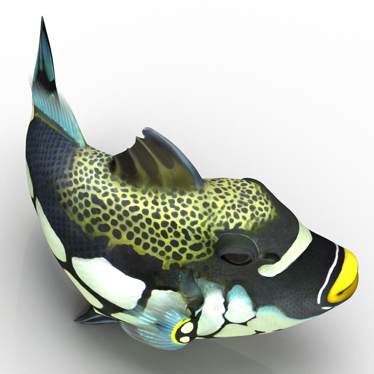 max clown trigger fish rigged