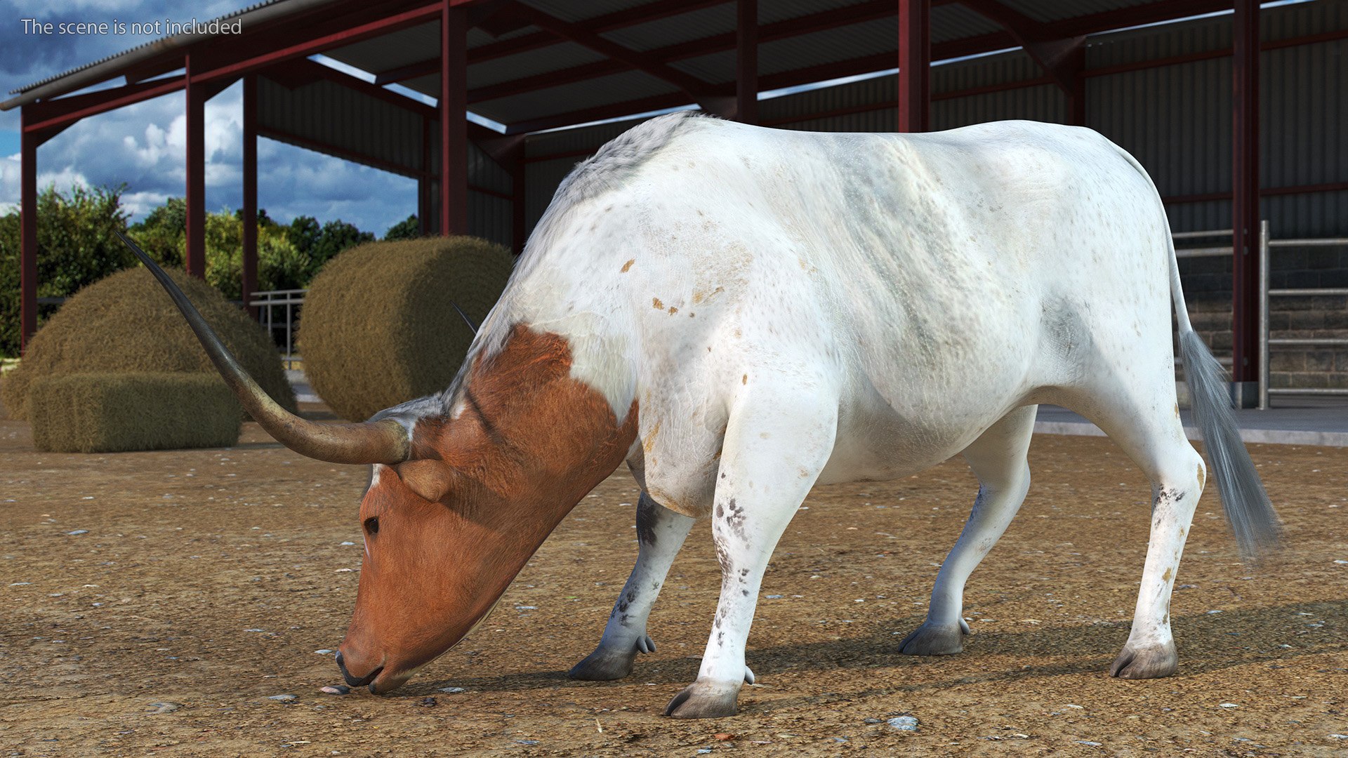 3D Texas Longhorn Cattle White Color - TurboSquid 2181278