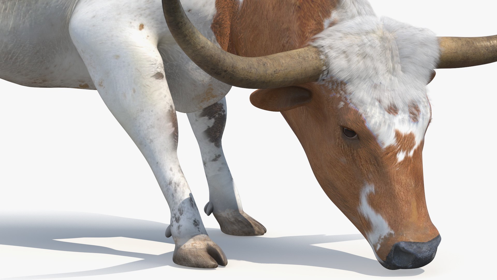 3D Texas Longhorn Cattle White Color - TurboSquid 2181278