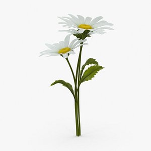 3D Daisy Models - Browse & Download Formats - TurboSquid