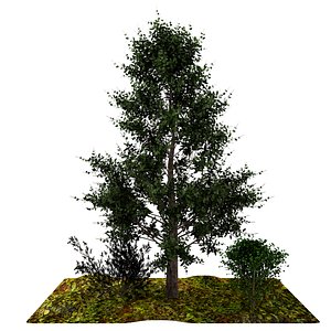 Alder Tree 3D Models for Download | TurboSquid