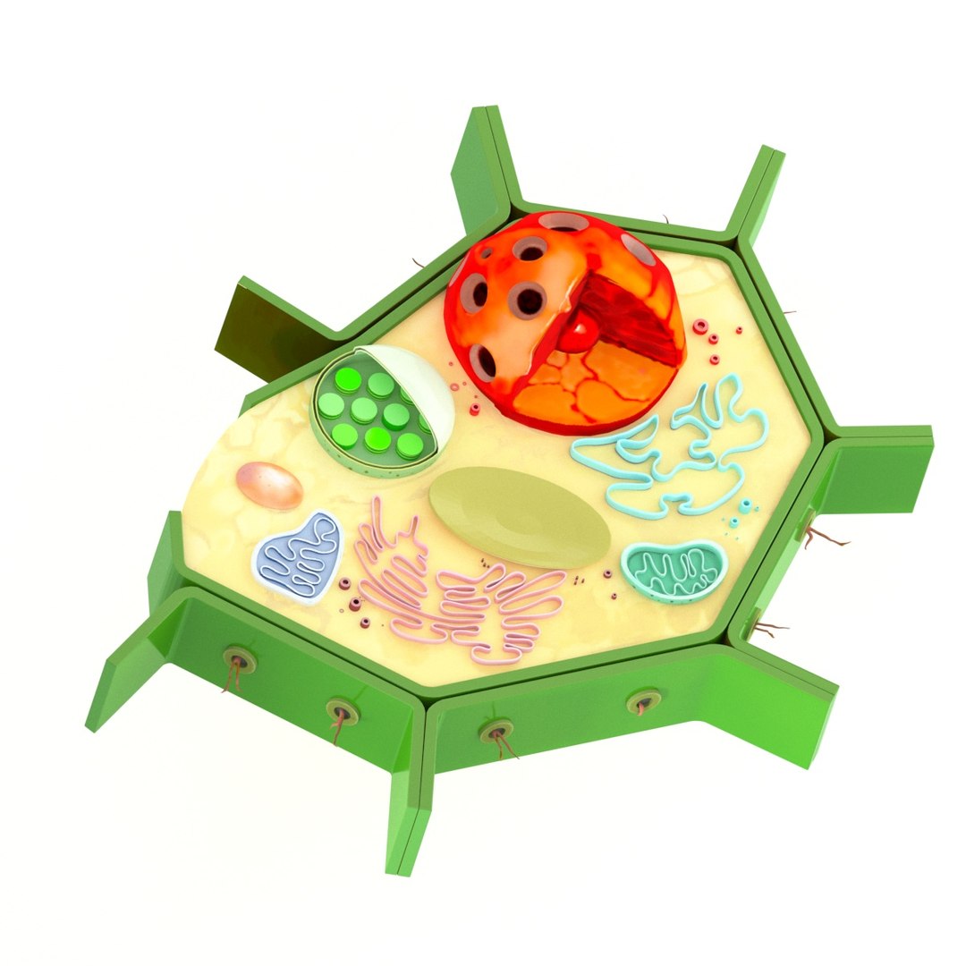 Plant Cell 3D Model - TurboSquid 1254760