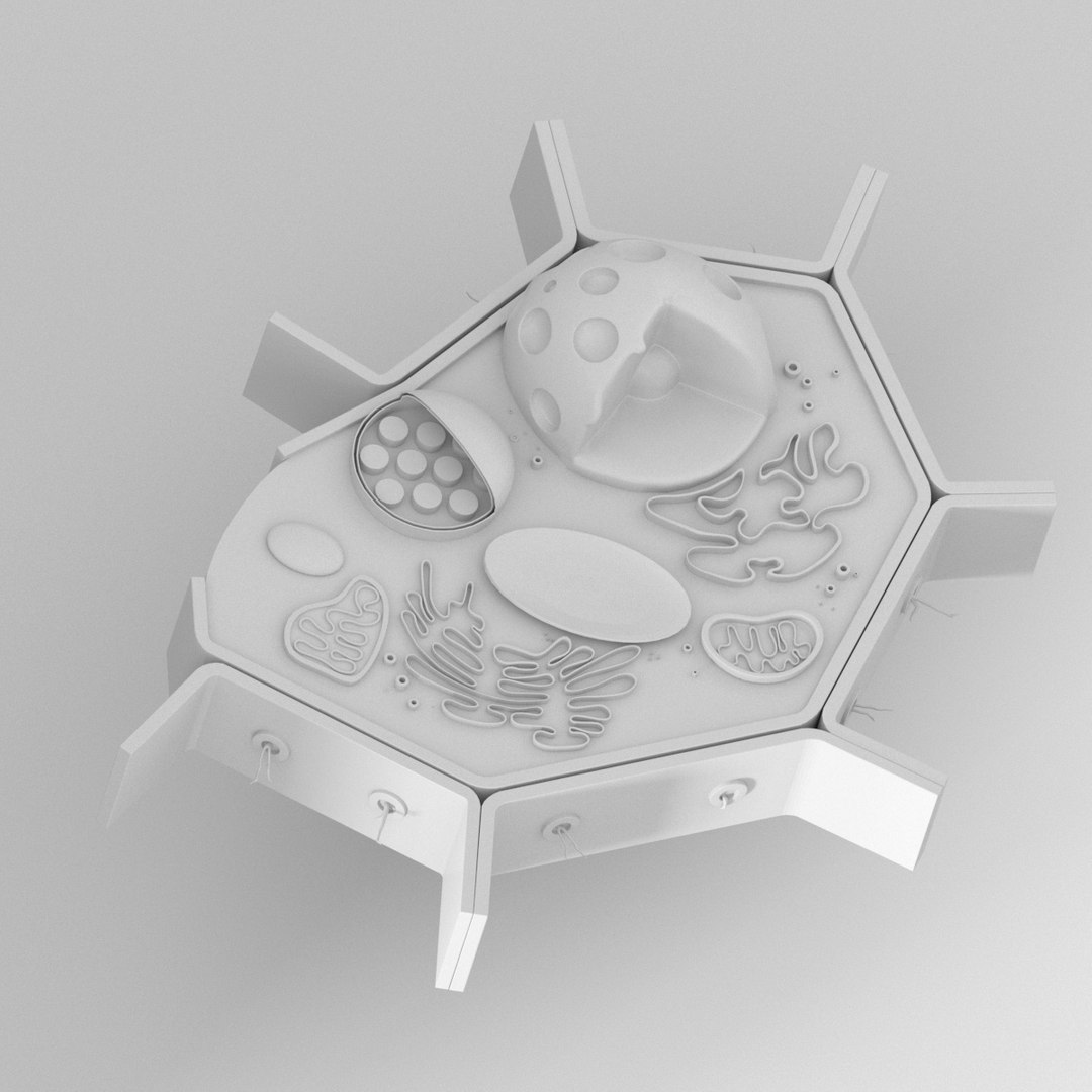 Plant Cell 3D Model - TurboSquid 1254760