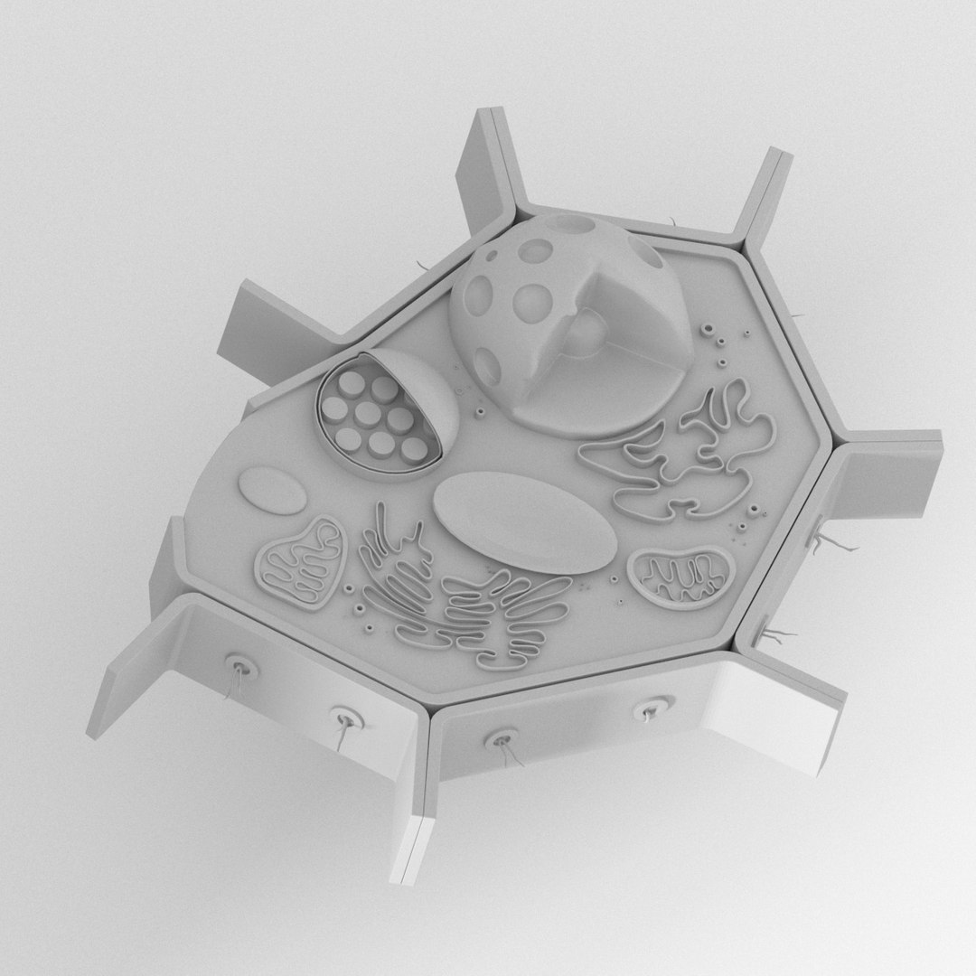 Plant Cell 3D Model - TurboSquid 1254760