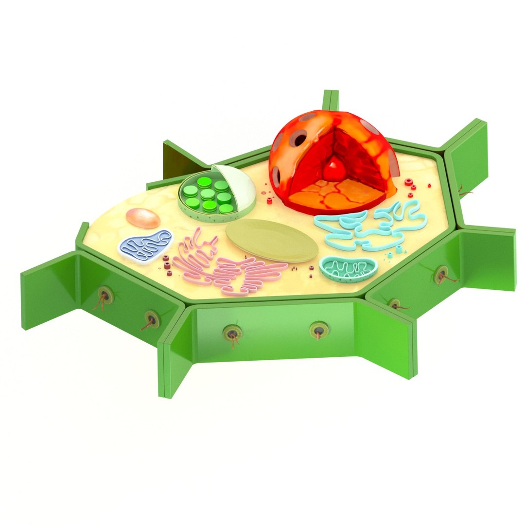 Plant Cell 3D Model - TurboSquid 1254760