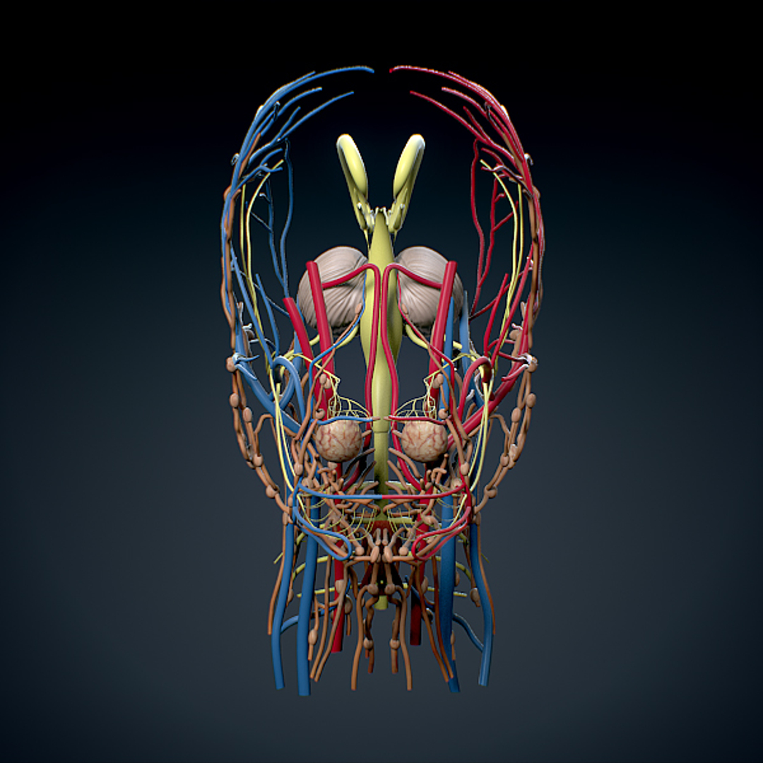 Human Female Head Anatomy 3d Model
