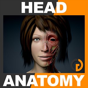 Download Free & Premium Anatomy 3D Models | TurboSquid