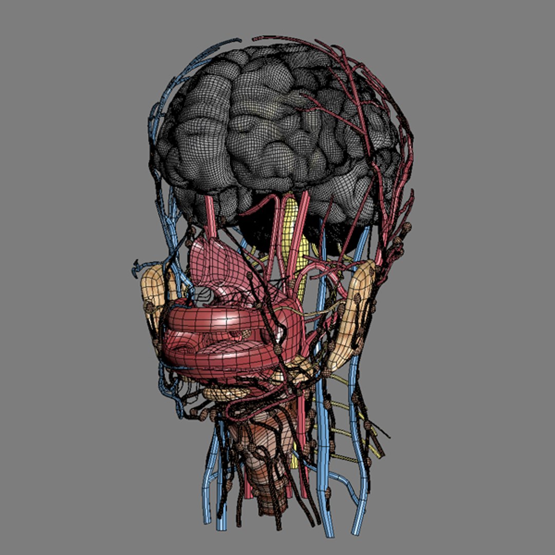 human female head anatomy 3d model