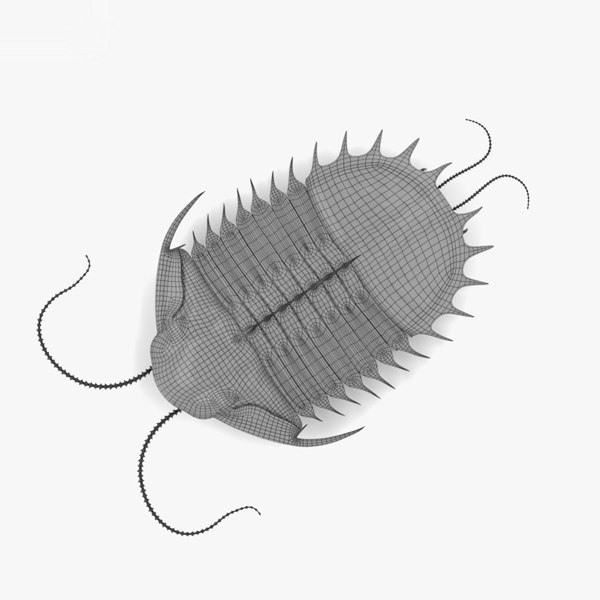 Trilobite 3D model - TurboSquid 1550206