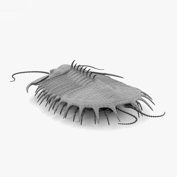 Trilobite 3D model - TurboSquid 1550206