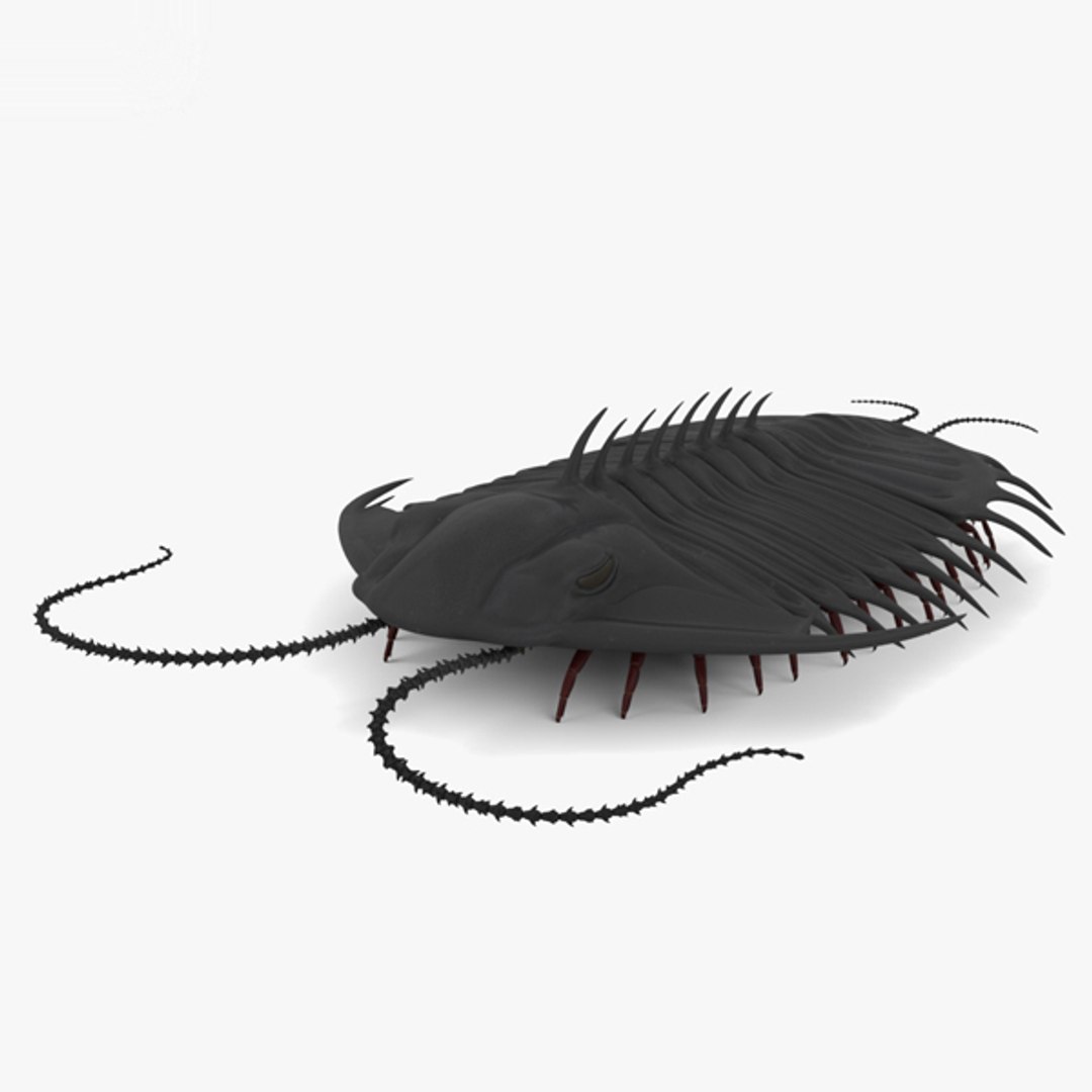 Trilobite 3D model - TurboSquid 1550206
