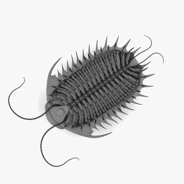 Trilobite 3D model - TurboSquid 1550206