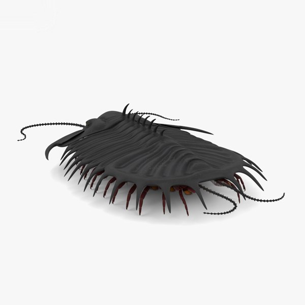 Trilobite 3D model - TurboSquid 1550206