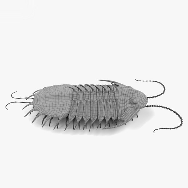 Trilobite 3D model - TurboSquid 1550206