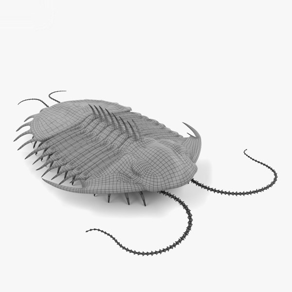 Trilobite 3D model - TurboSquid 1550206