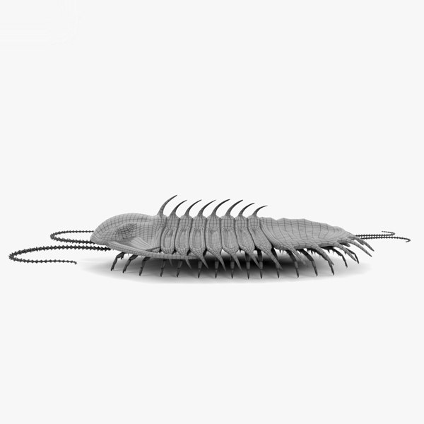 Trilobite 3D model - TurboSquid 1550206