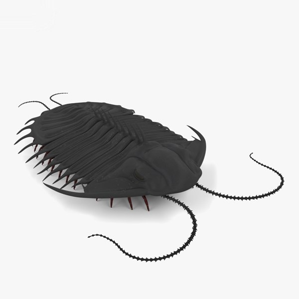 Trilobite 3D model - TurboSquid 1550206