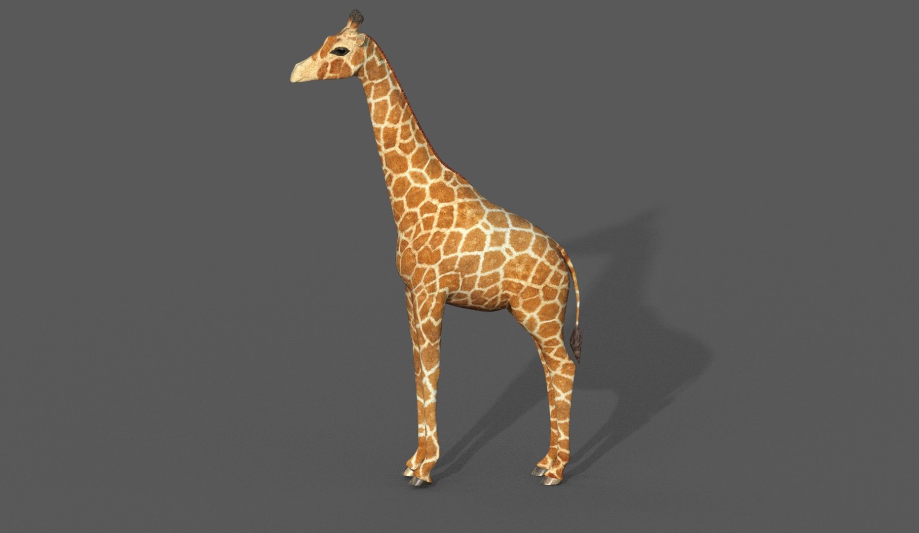 Realistic Giraffe Model - TurboSquid 1699246