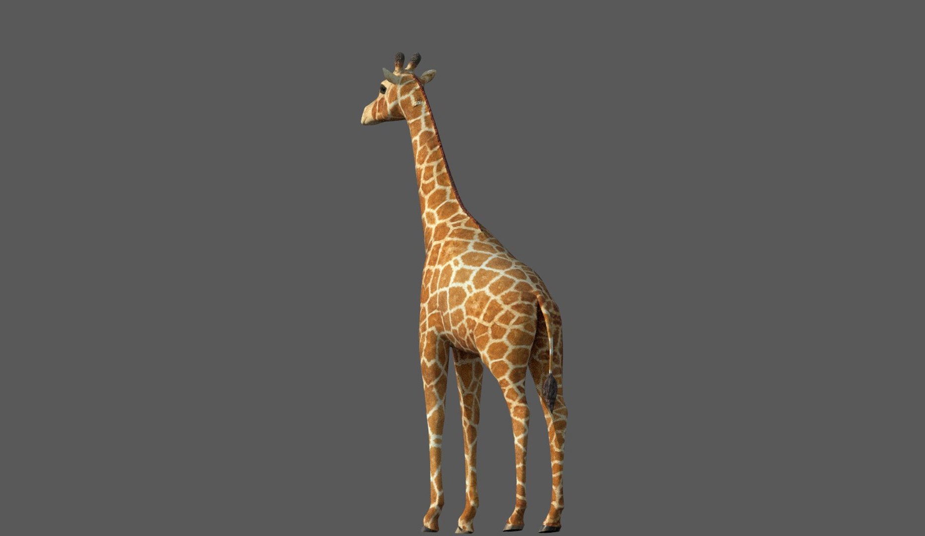 Realistic Giraffe Model - TurboSquid 1699246