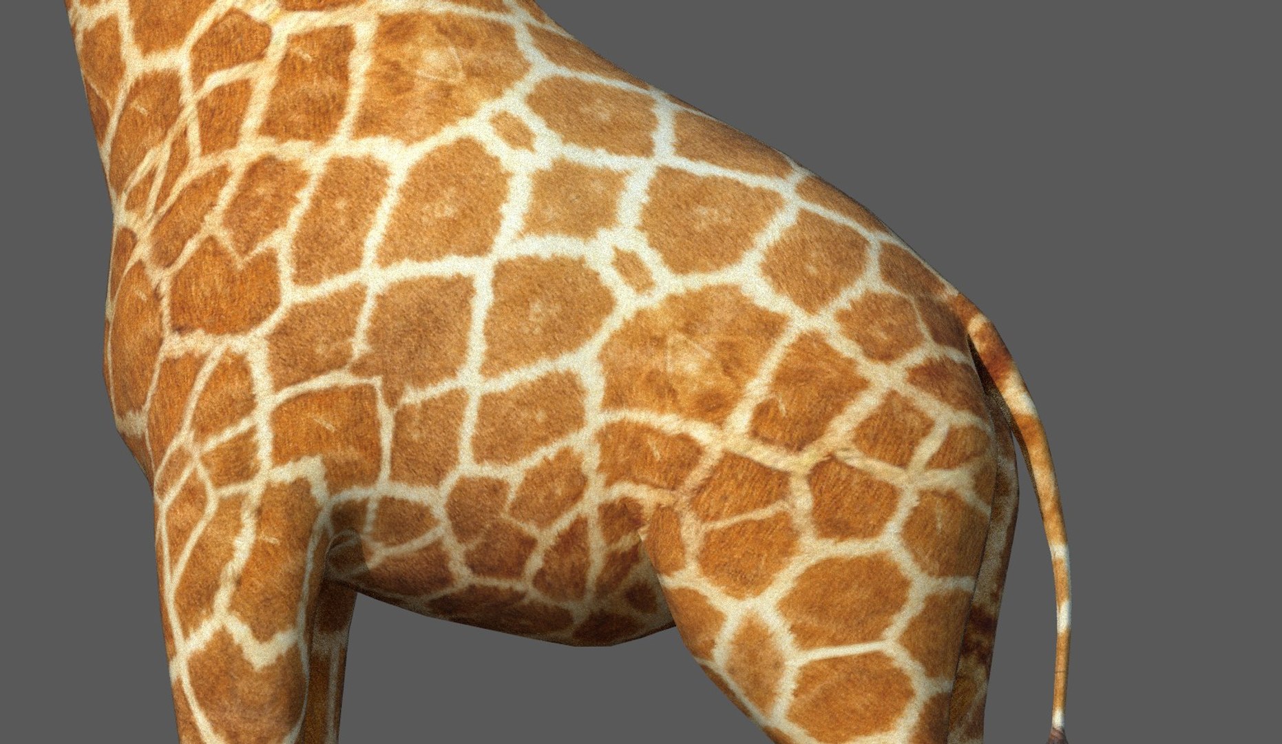 Realistic Giraffe Model - TurboSquid 1699246