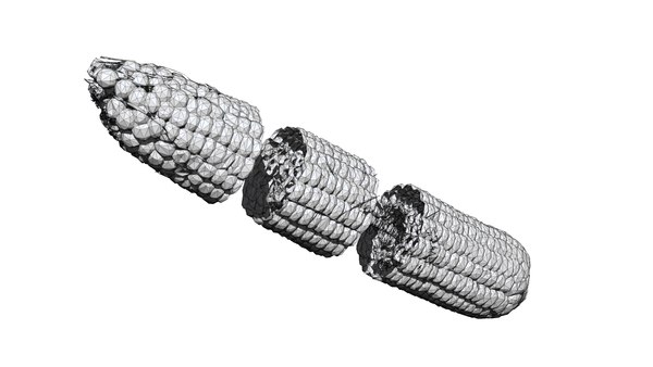 modelo 3d corn CT scan model cut2 decimate 3 percent - TurboSquid 1945227