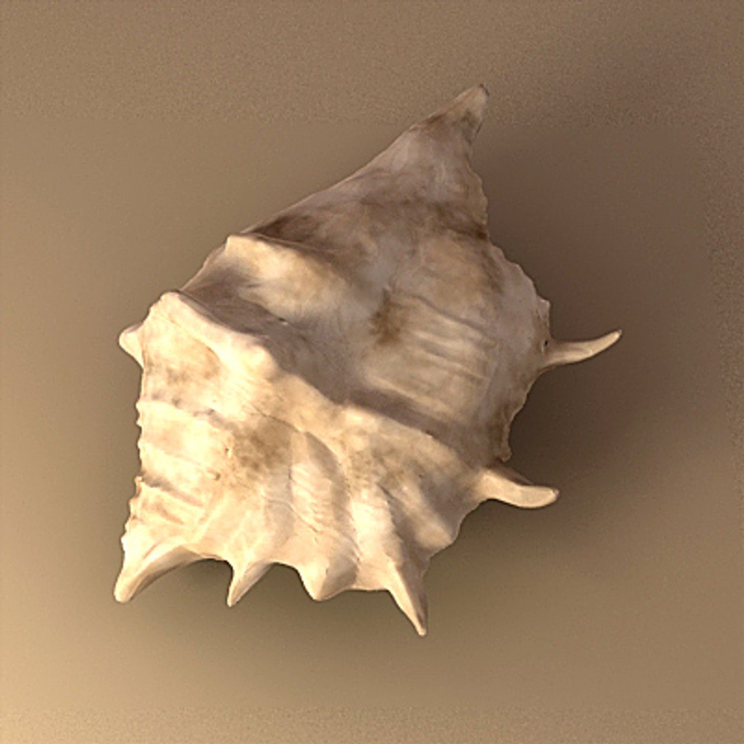 seashell sea shell 3d model
