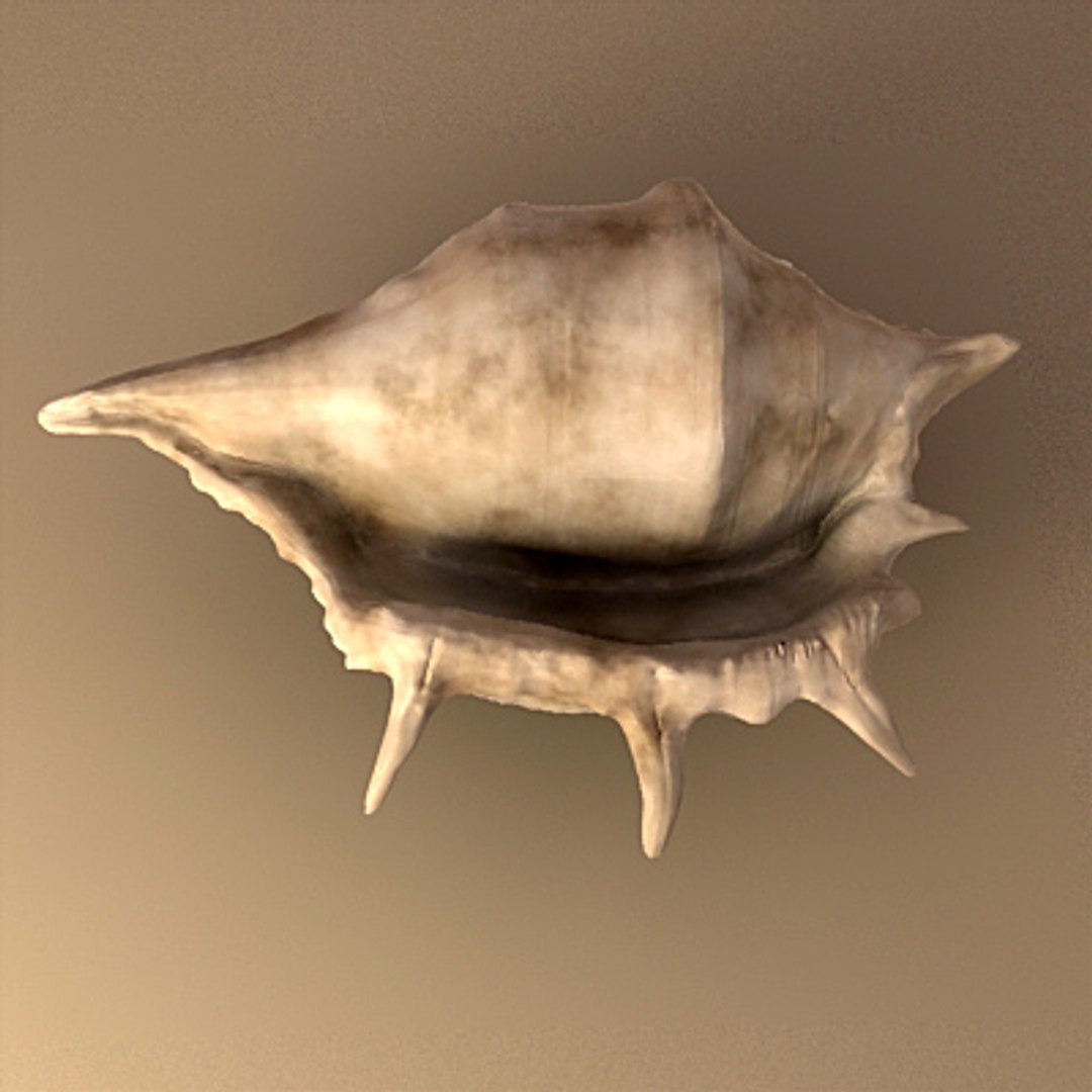 seashell sea shell 3d model