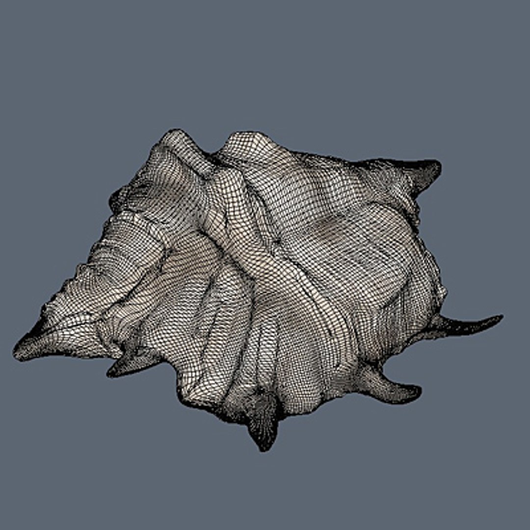 seashell sea shell 3d model