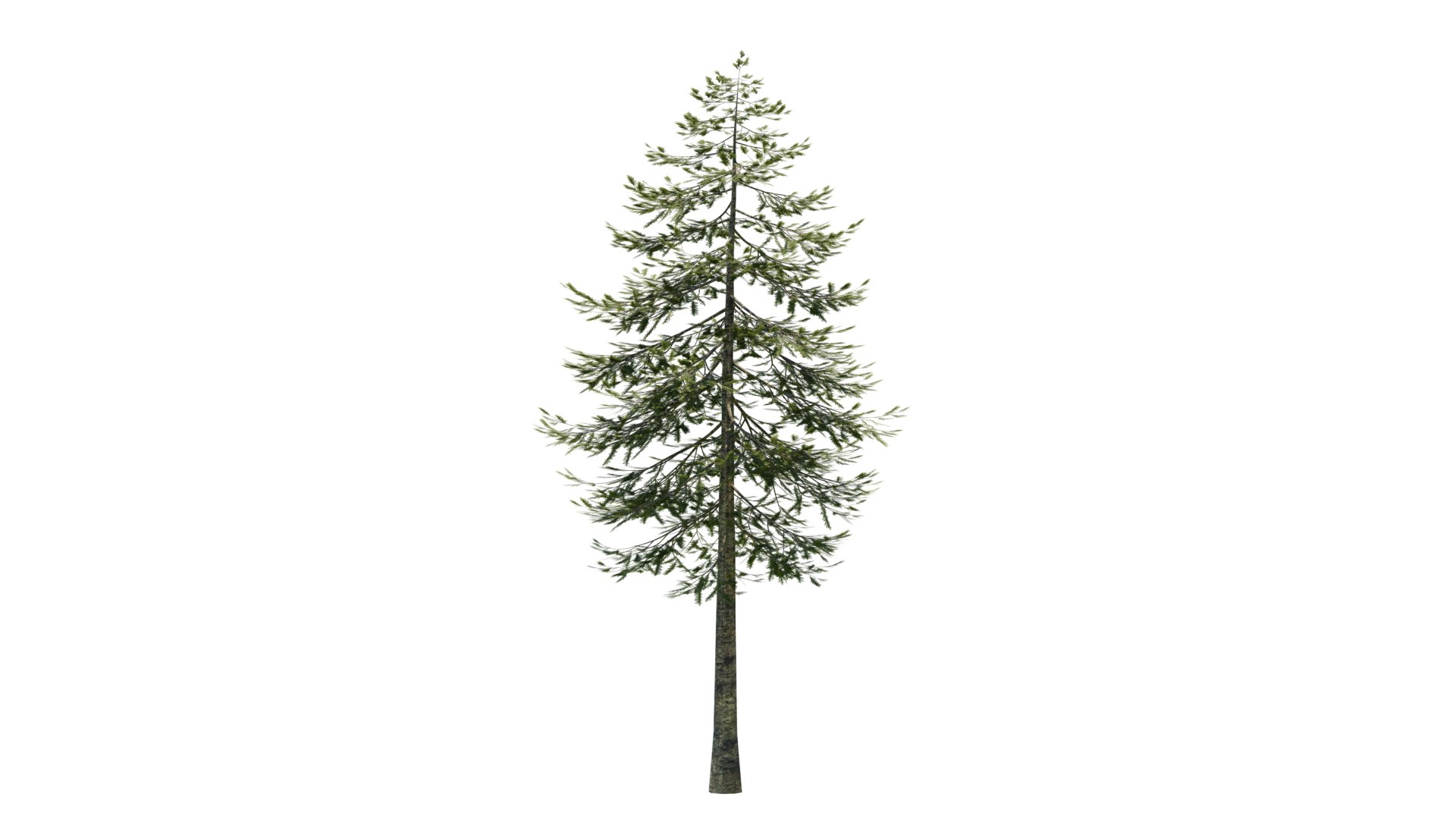 3D Pine Tree Model - TurboSquid 1507908