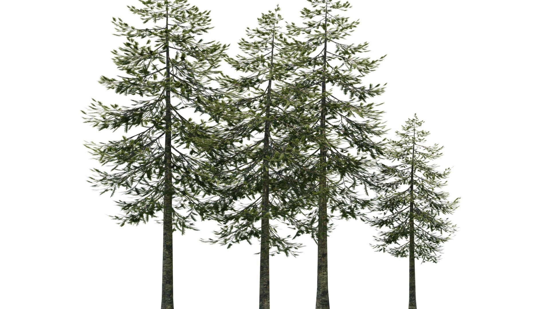 3D Pine Tree Model - TurboSquid 1507908