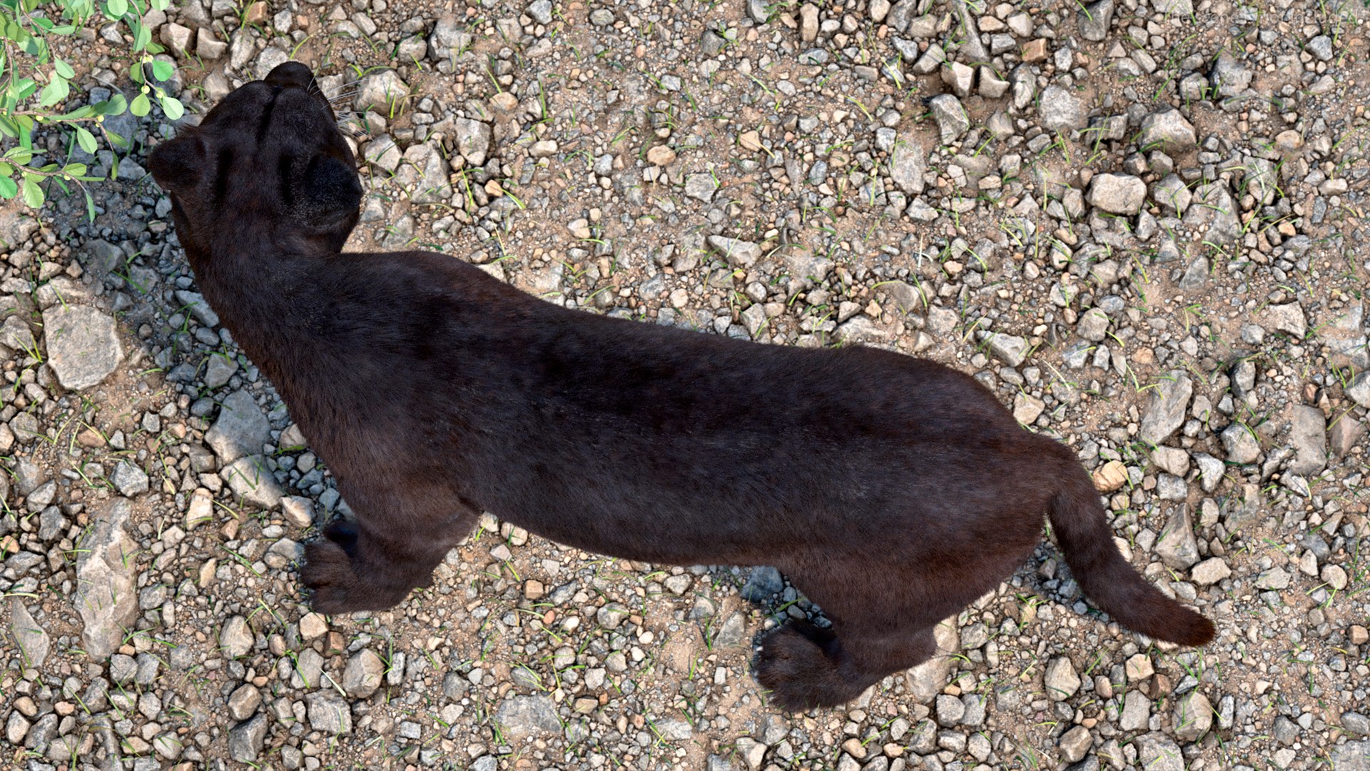 3D Black Panther Stand Pose Fur - TurboSquid 2210712