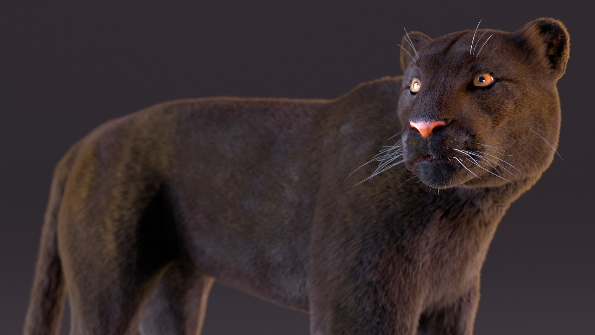 3D Black Panther Stand Pose Fur - TurboSquid 2210712