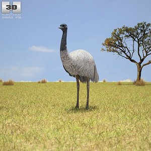Emu 3D Models for Download | TurboSquid