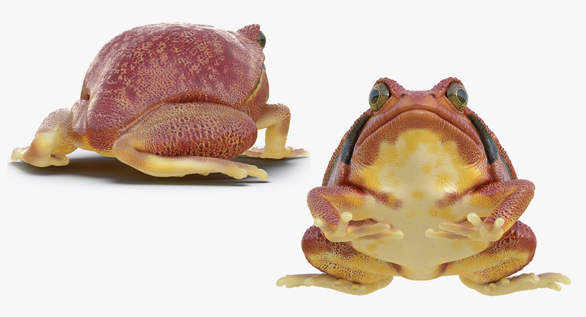 3D Frogs 3 Model - TurboSquid 1236455