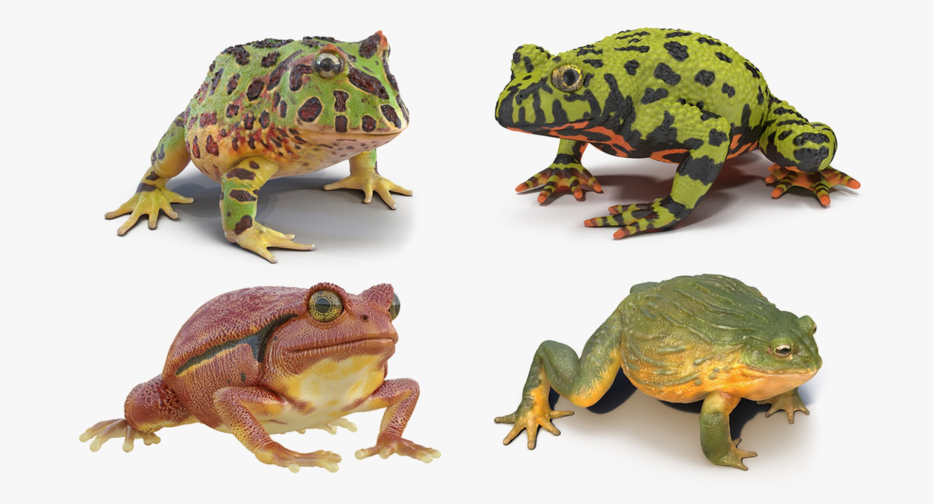 3D Frogs 3 Model - TurboSquid 1236455