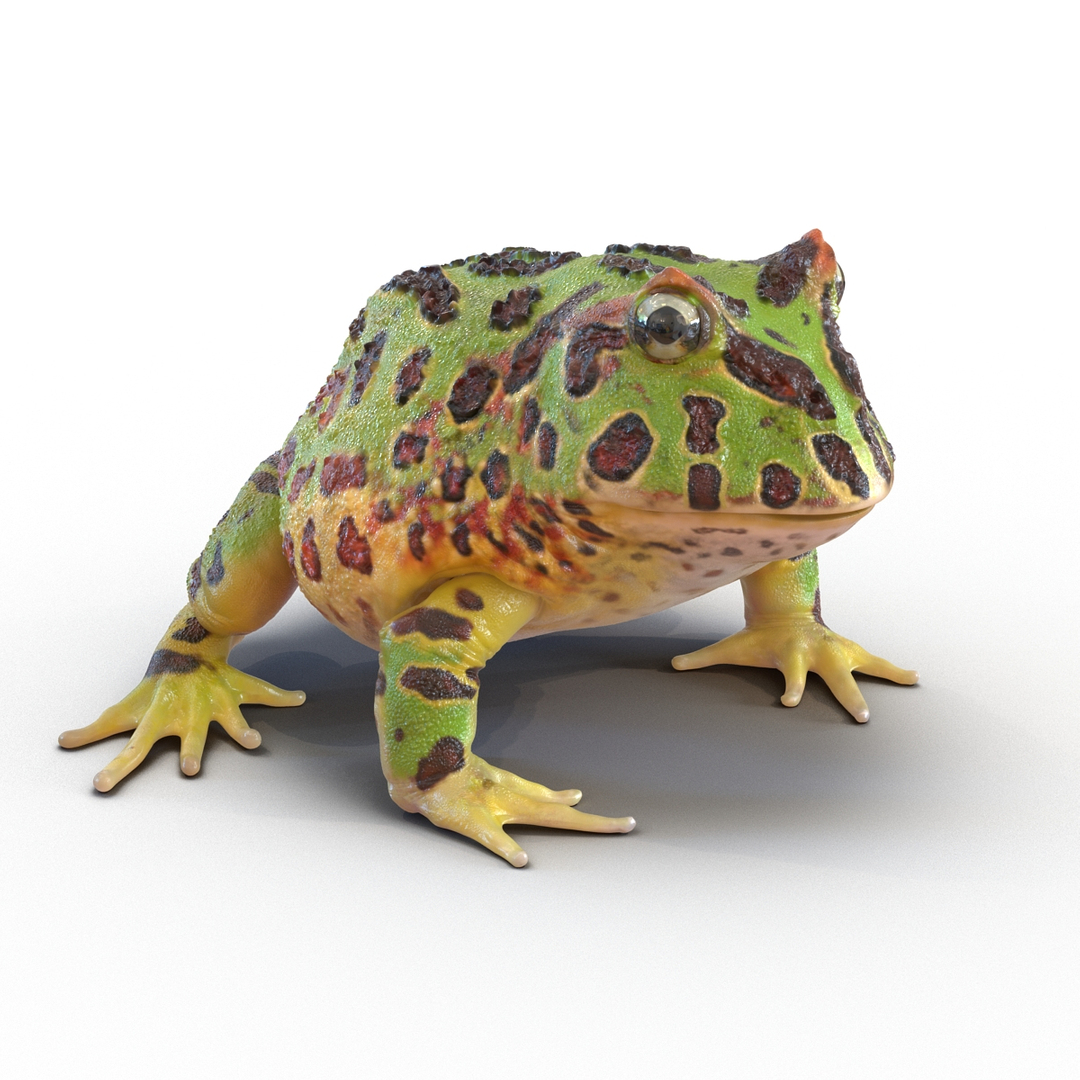 Pacman Frog Eating Rabbit