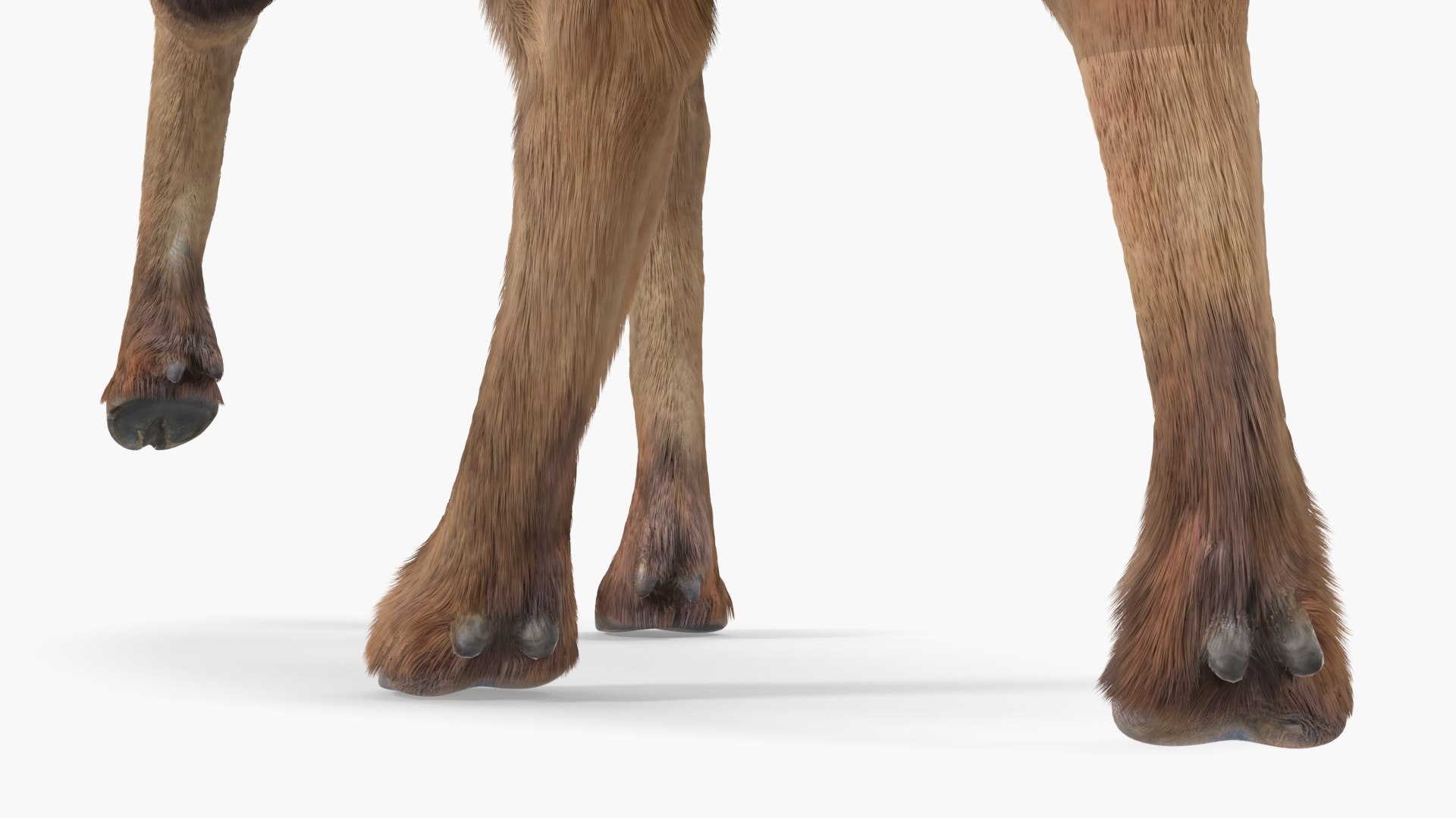 Walking Moose Fur Model - TurboSquid 2094442