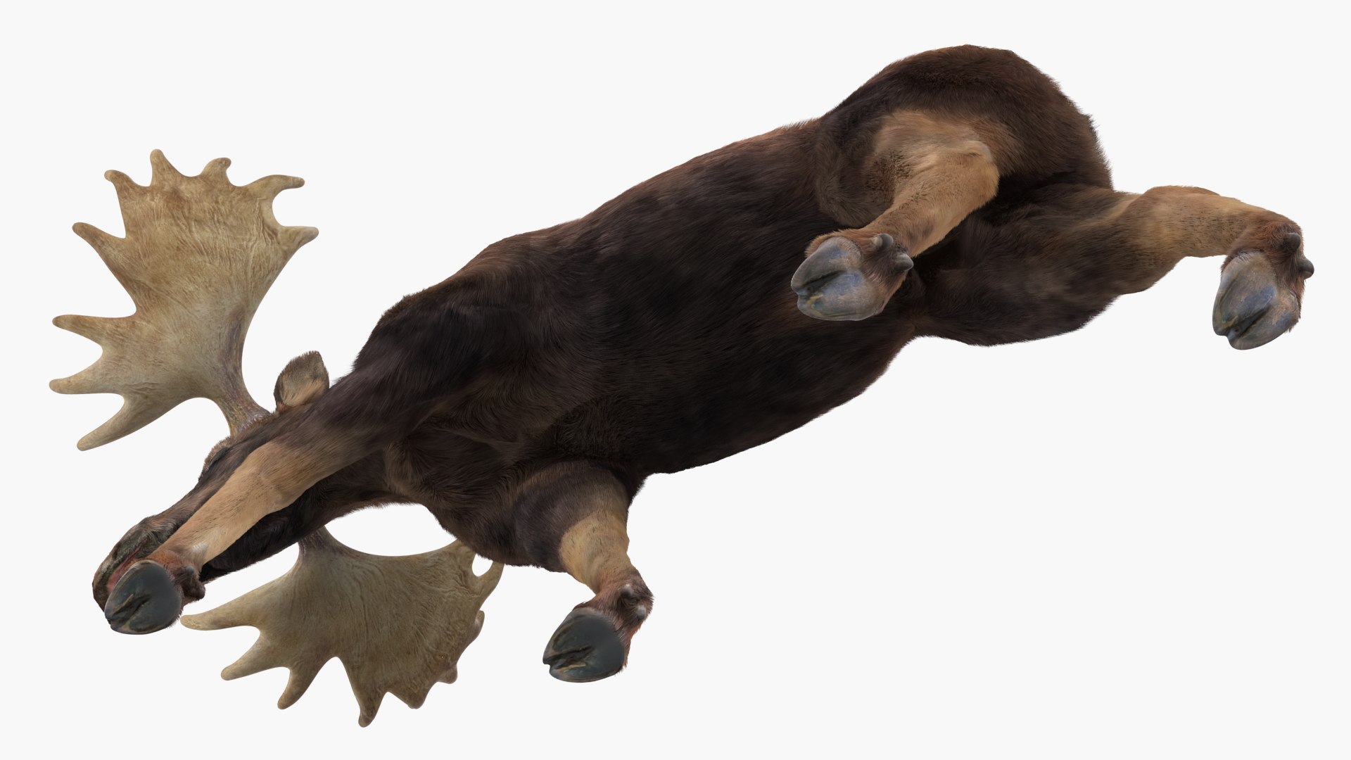 Walking Moose Fur Model - TurboSquid 2094442