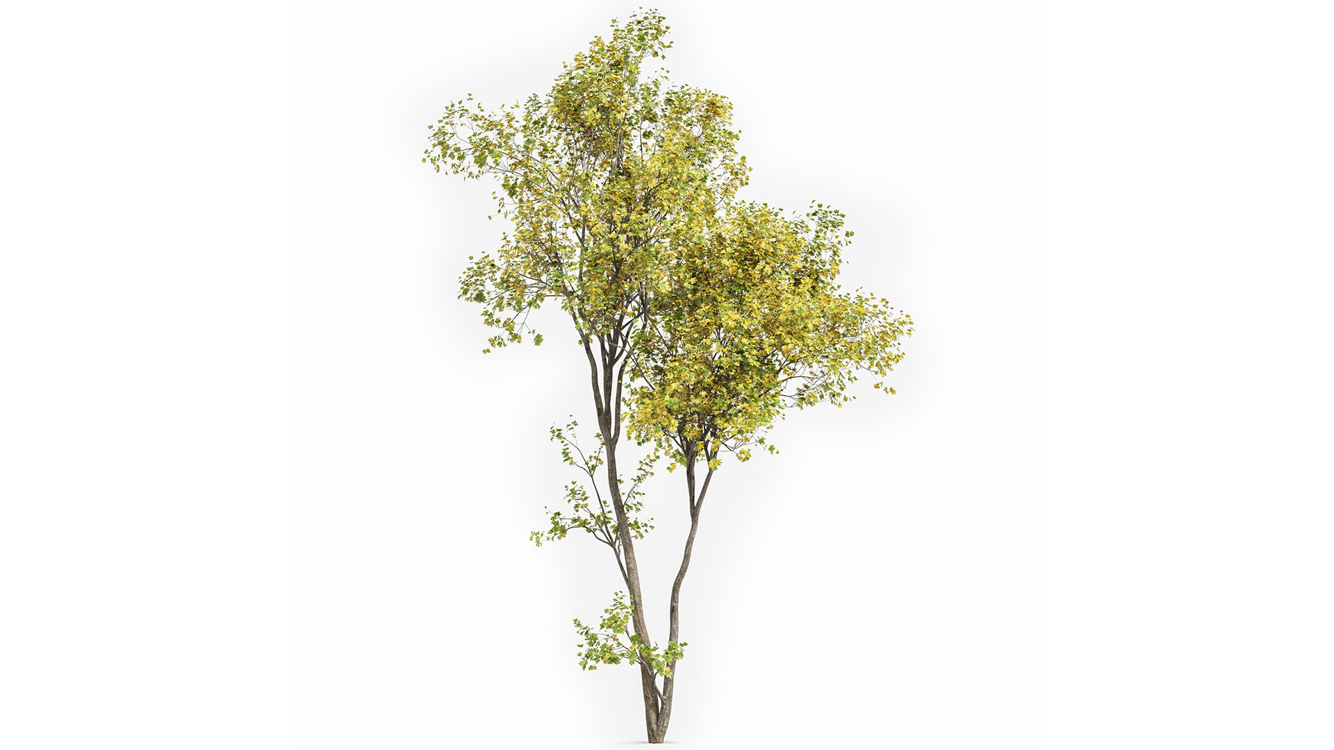 Summer-fall trees 3D - TurboSquid 2149493