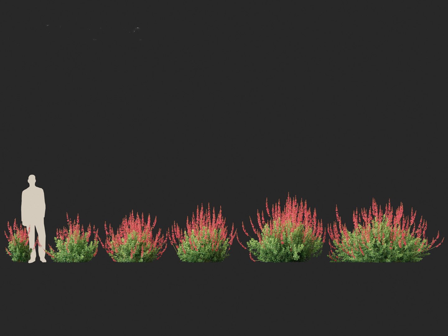 3D Model Salvia Greggii - Autumn Sage - TurboSquid 2146401