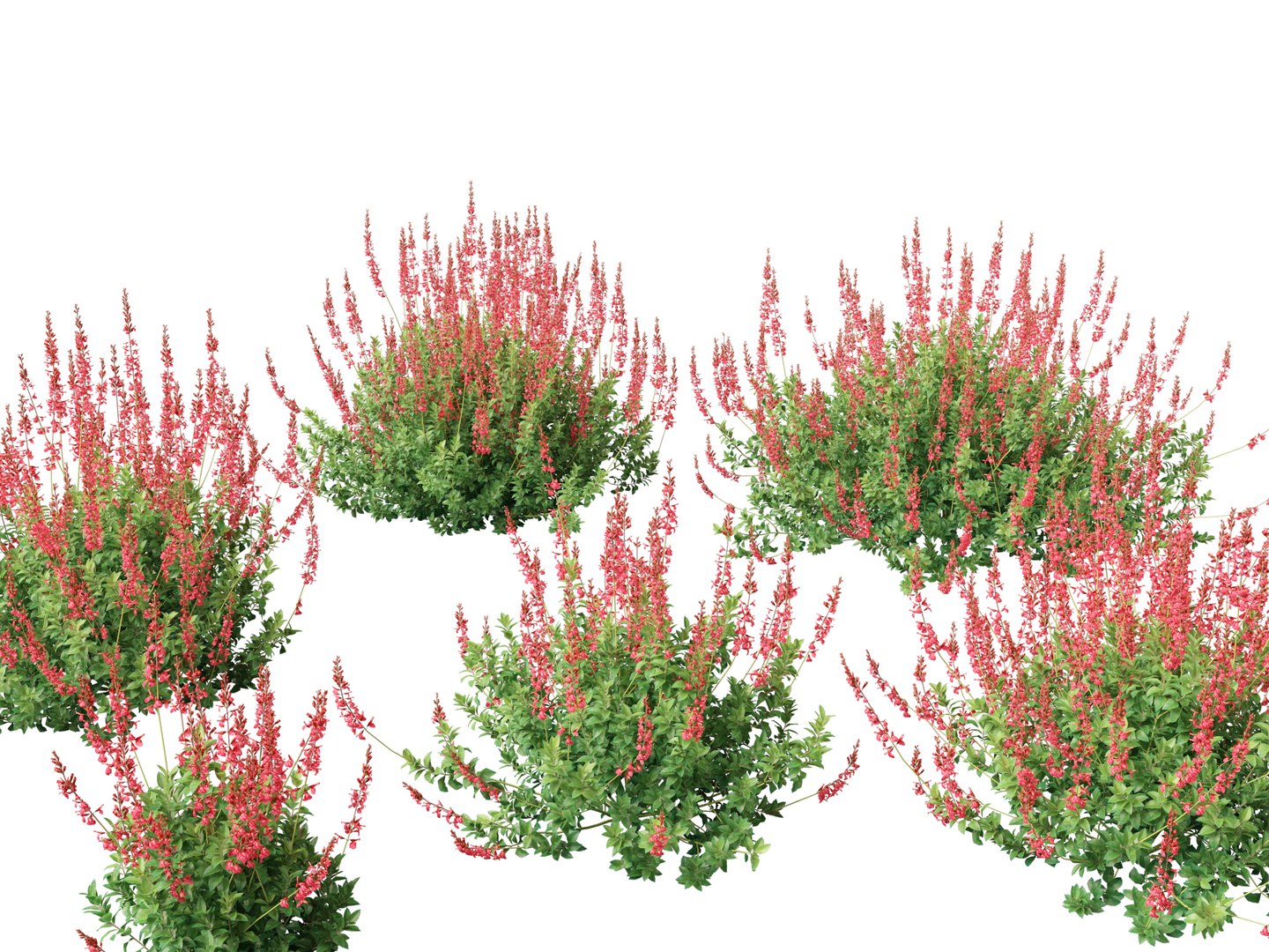 3D Model Salvia Greggii - Autumn Sage - TurboSquid 2146401