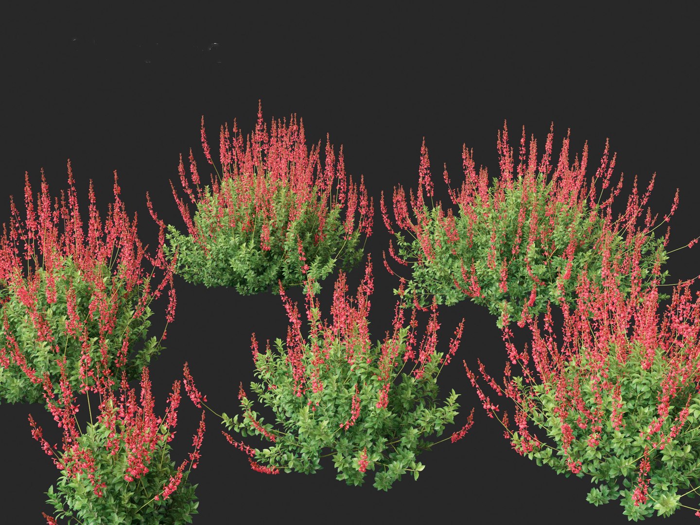 3D Model Salvia Greggii - Autumn Sage - TurboSquid 2146401
