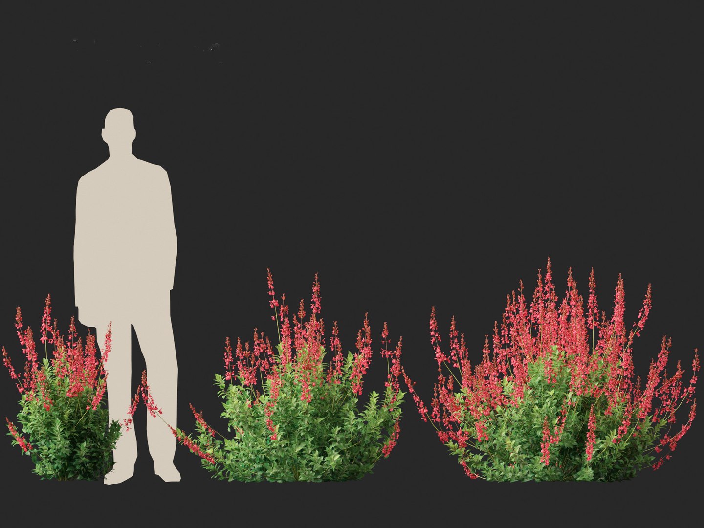3D Model Salvia Greggii - Autumn Sage - TurboSquid 2146401