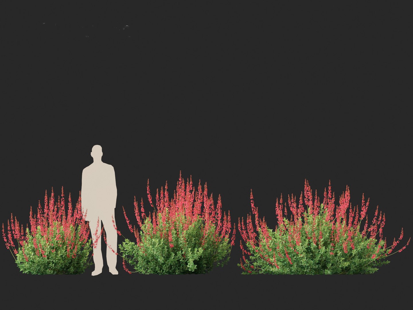 3D Model Salvia Greggii - Autumn Sage - TurboSquid 2146401