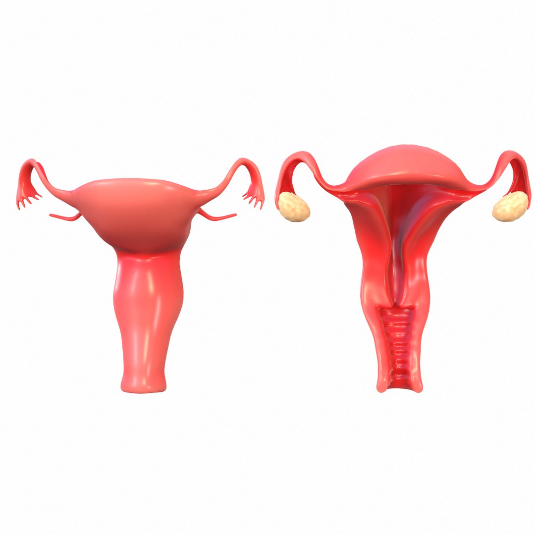 Female reproductive model - TurboSquid 1565384