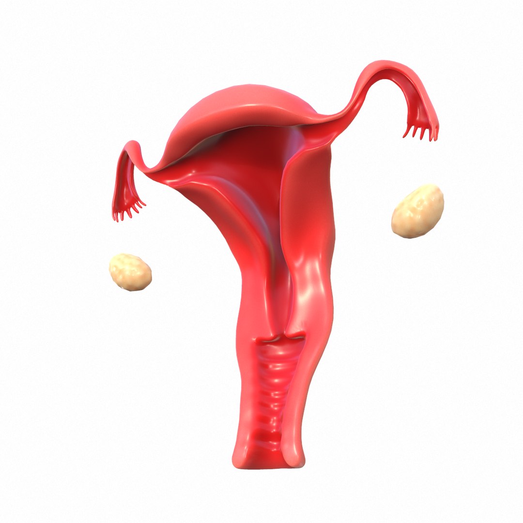 Female reproductive model - TurboSquid 1565384