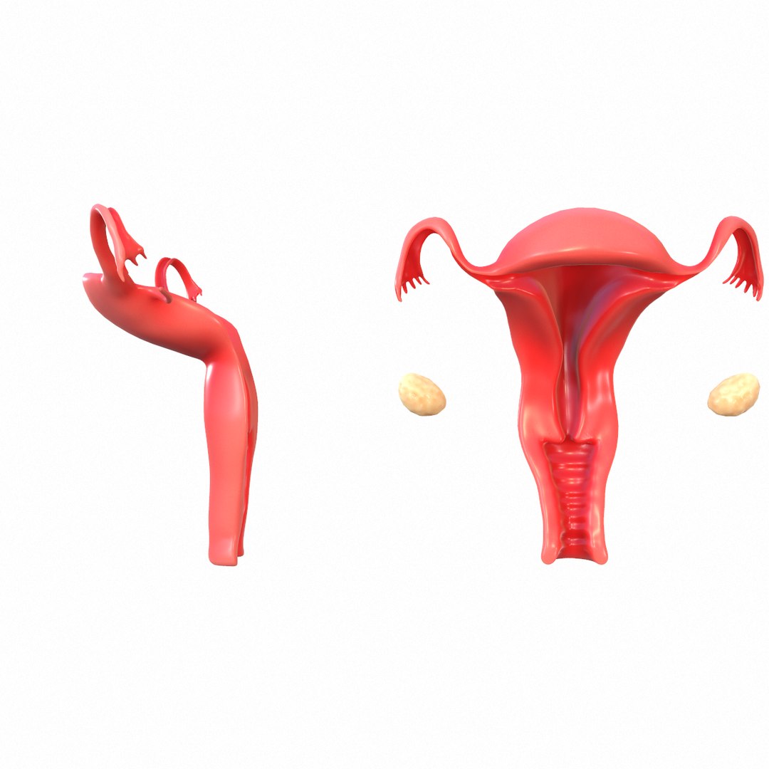 Female reproductive model - TurboSquid 1565384