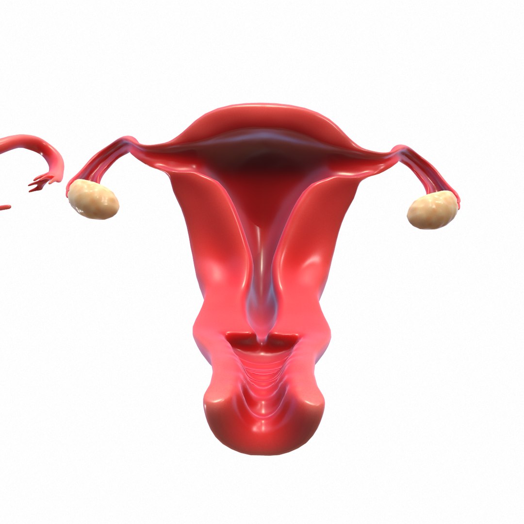 Female reproductive model - TurboSquid 1565384